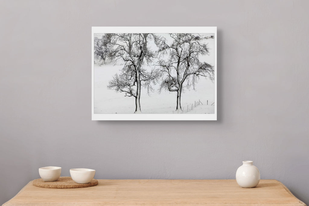 Snow Blasted Trees – Guardian Print Store